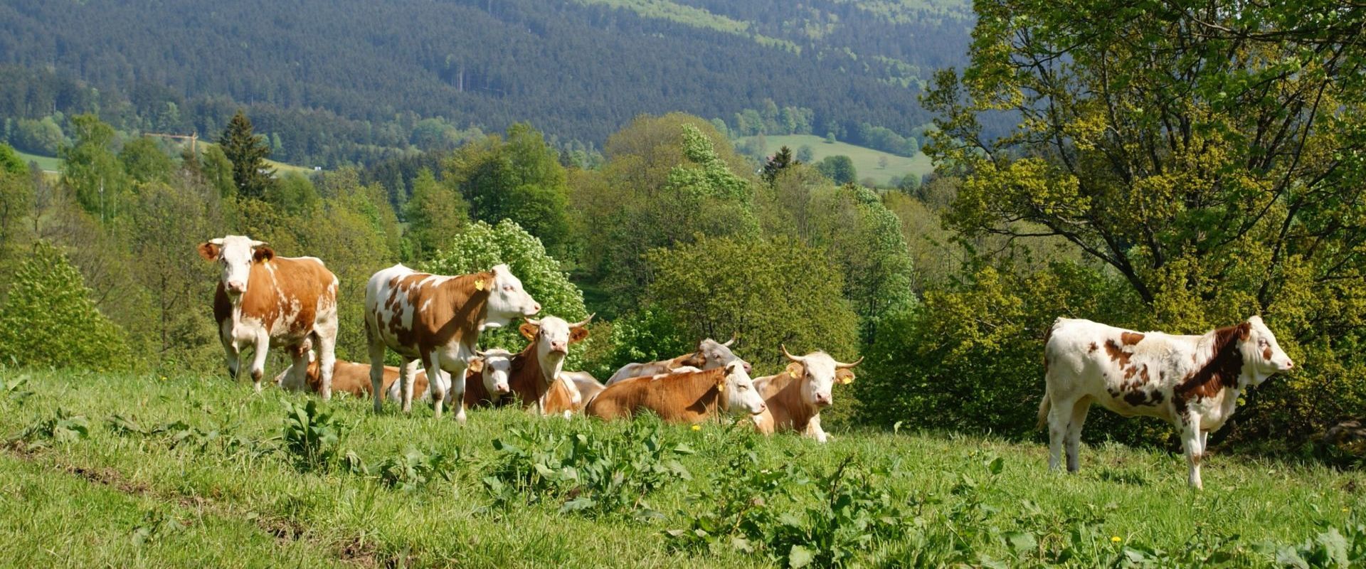 Naturpark Bayerischer Wald - Der Naturpark Bayerischer Wald